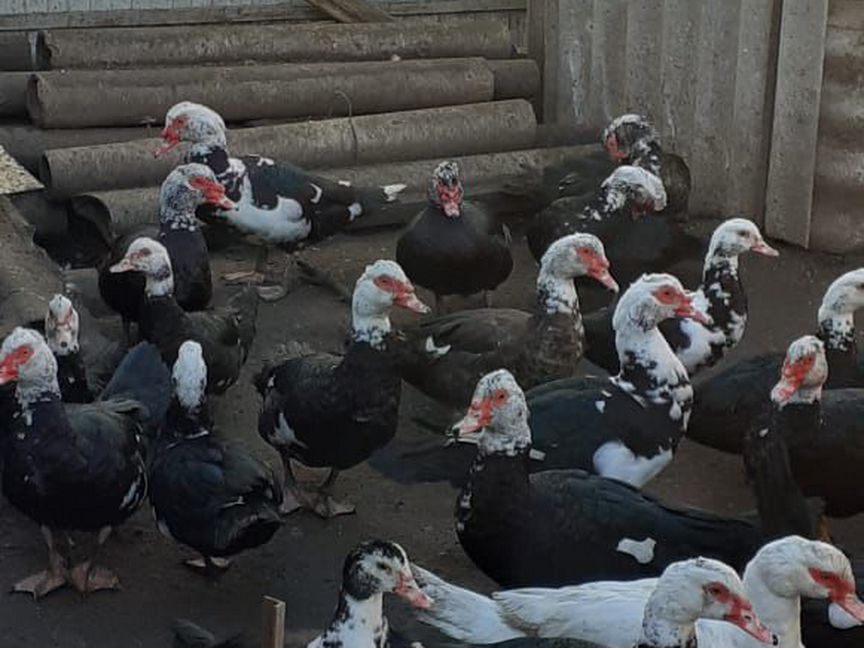 Индоутки петушки