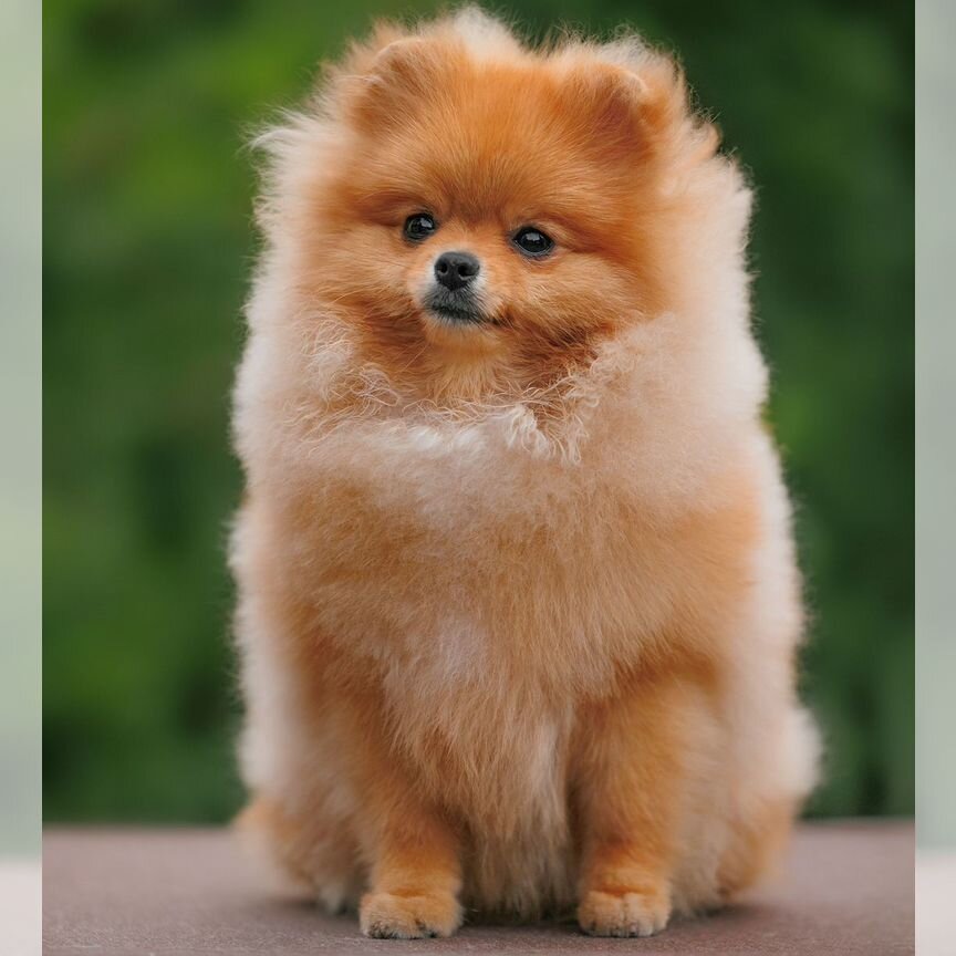 Немецкий шпиц