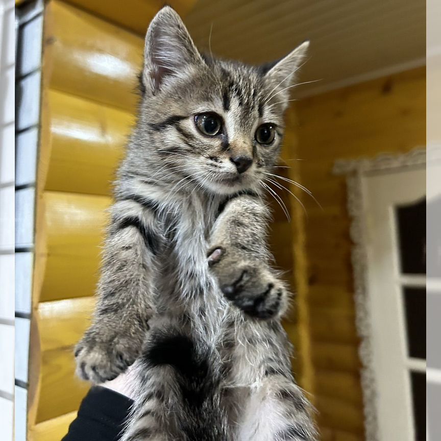 Сиамская кошечка