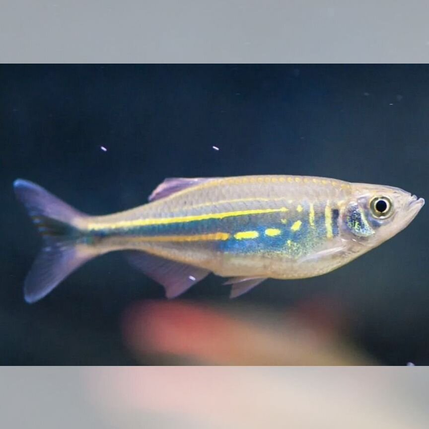 Данио гигант