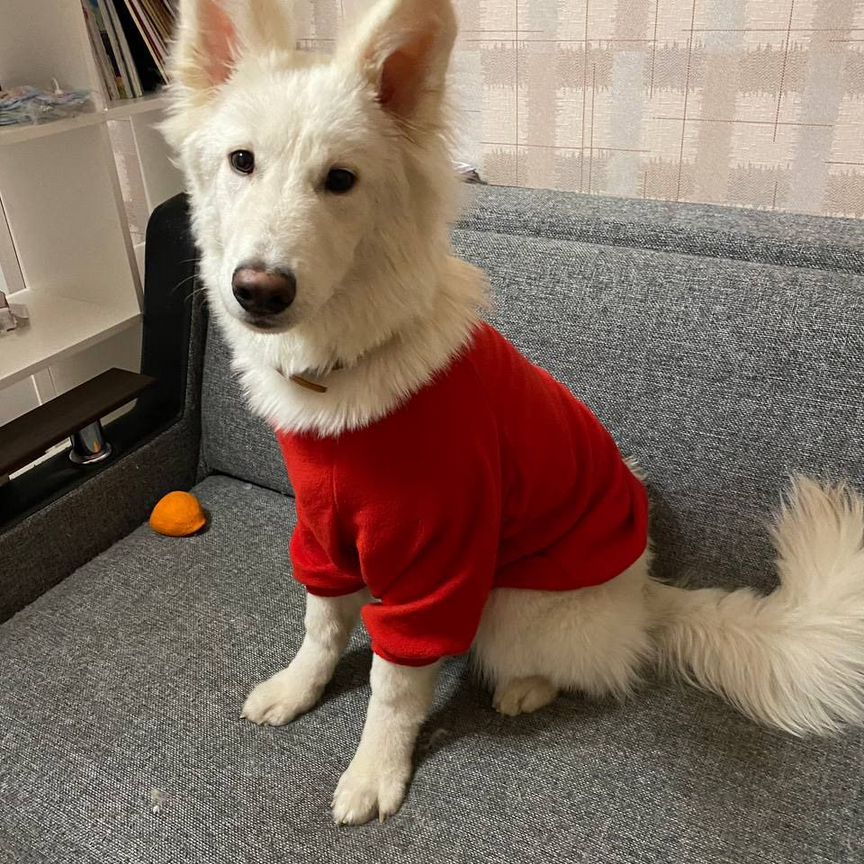 Кофта для крупной собаки