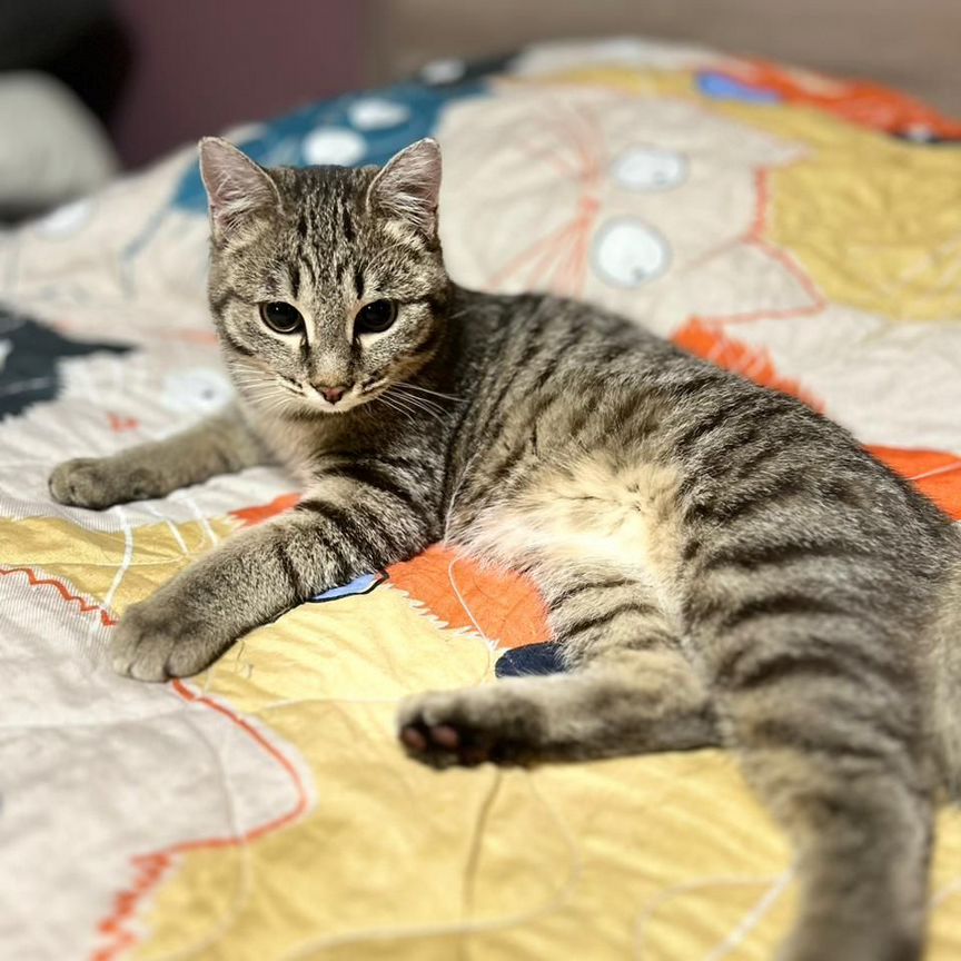 Котенок подросток мальчик кастрирован