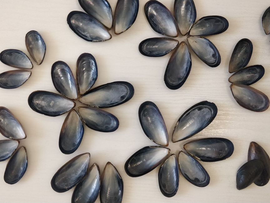 Раковины мидий ракушки морские 38 шт