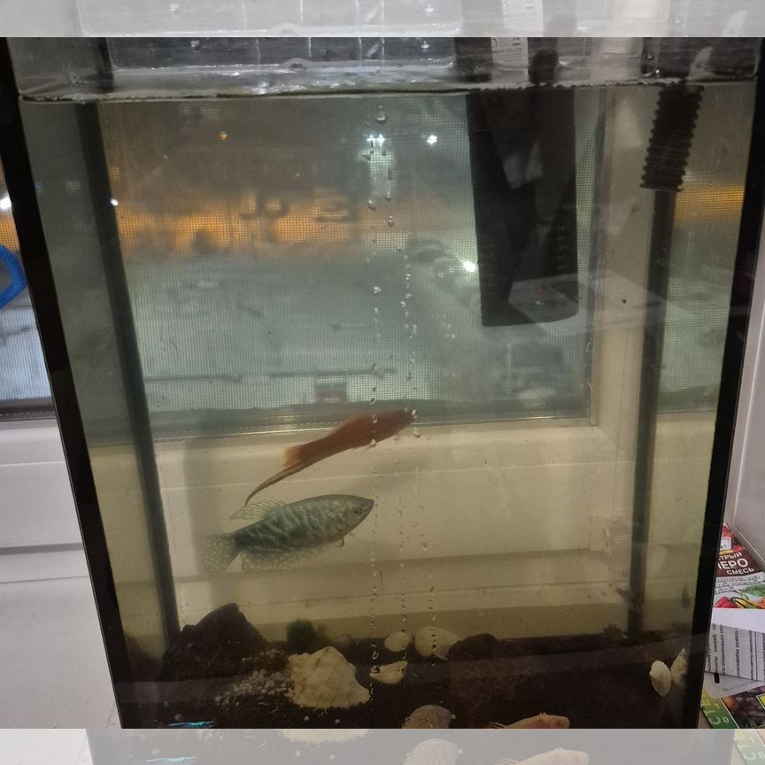 Аквариум с рыбками