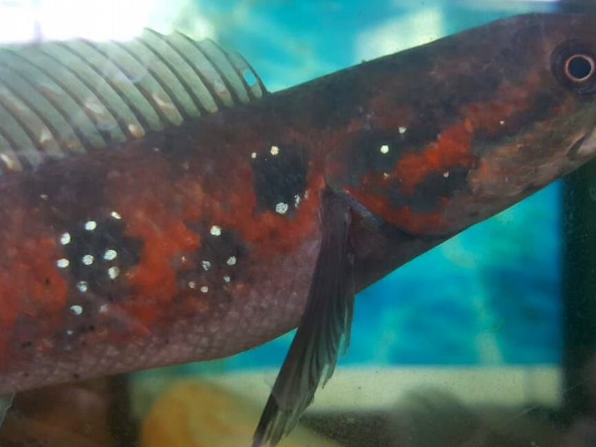 Змееголов channa nox red moon