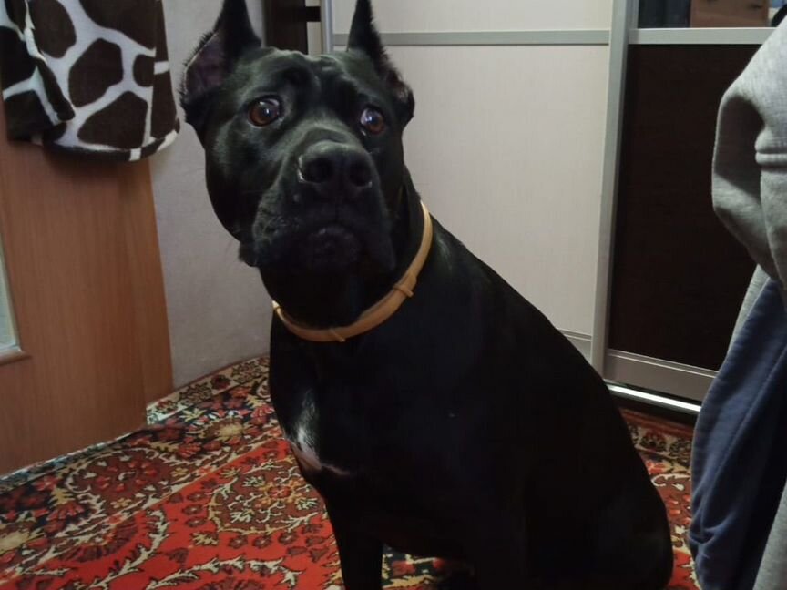 Кане Корсо вязка(девочка)