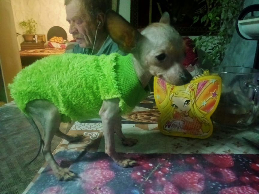 Китайская хохлатая (голая)