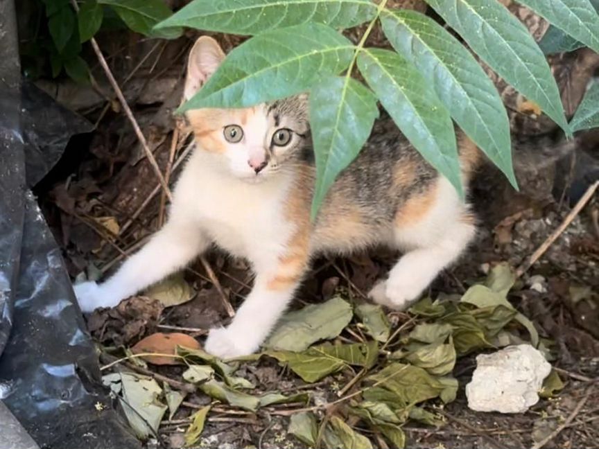 Очень потешные котята