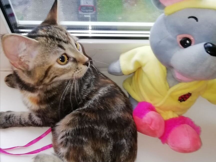 Котёнок Мур