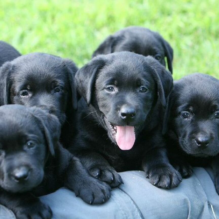 Щенки лабрадора черные