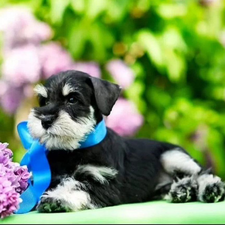 Цвергшнауцер, щенок