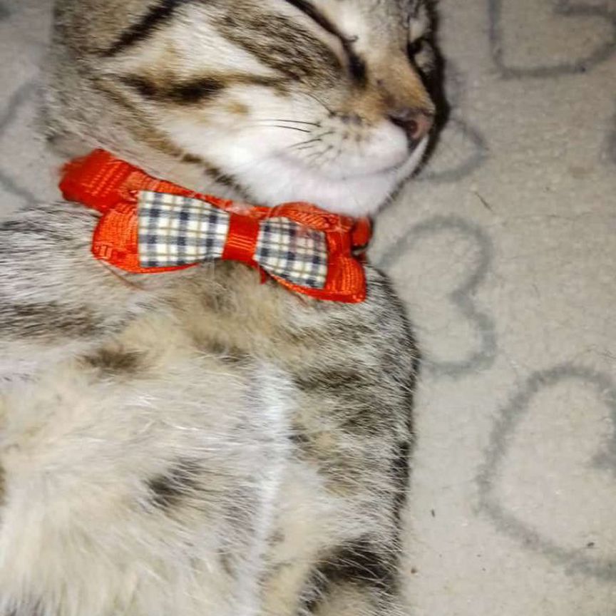 Котенок девочка