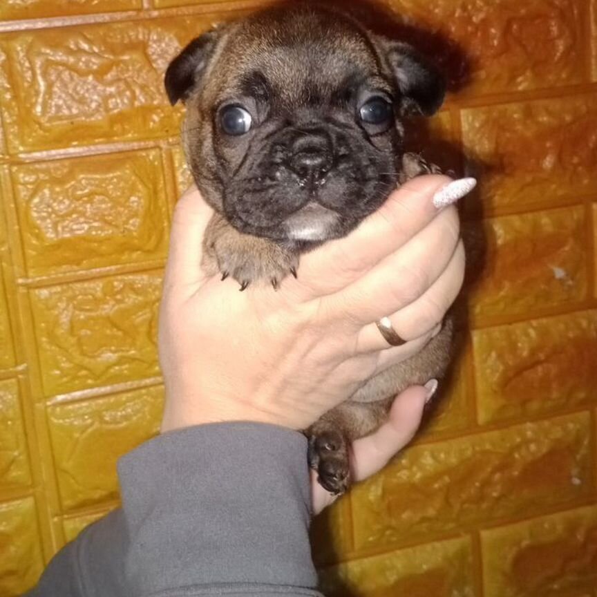 Французский бульдог, щенок