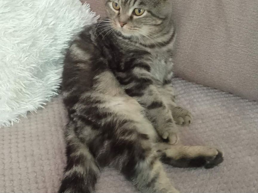 Шотландская