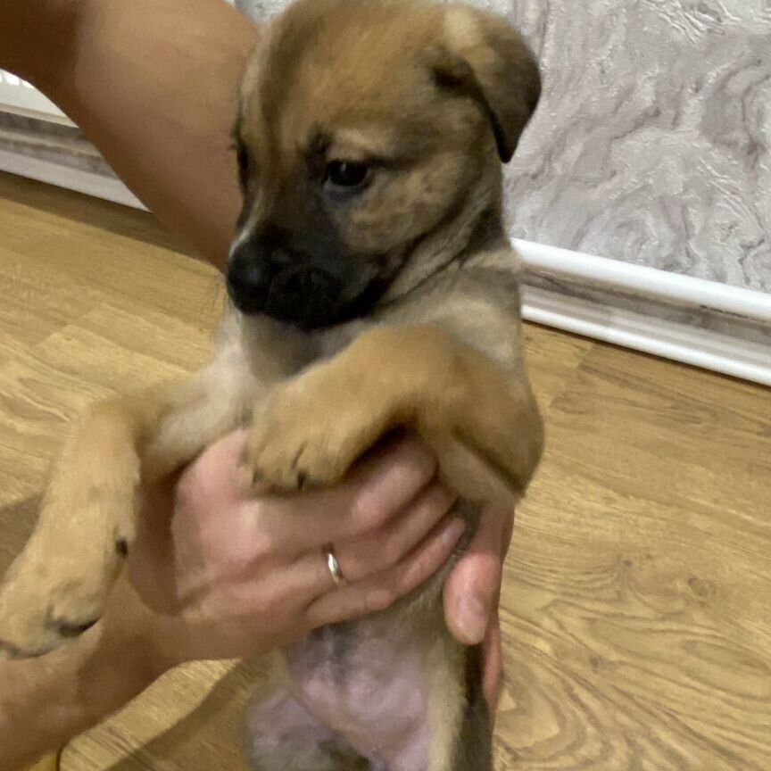 Девочка дворняжка