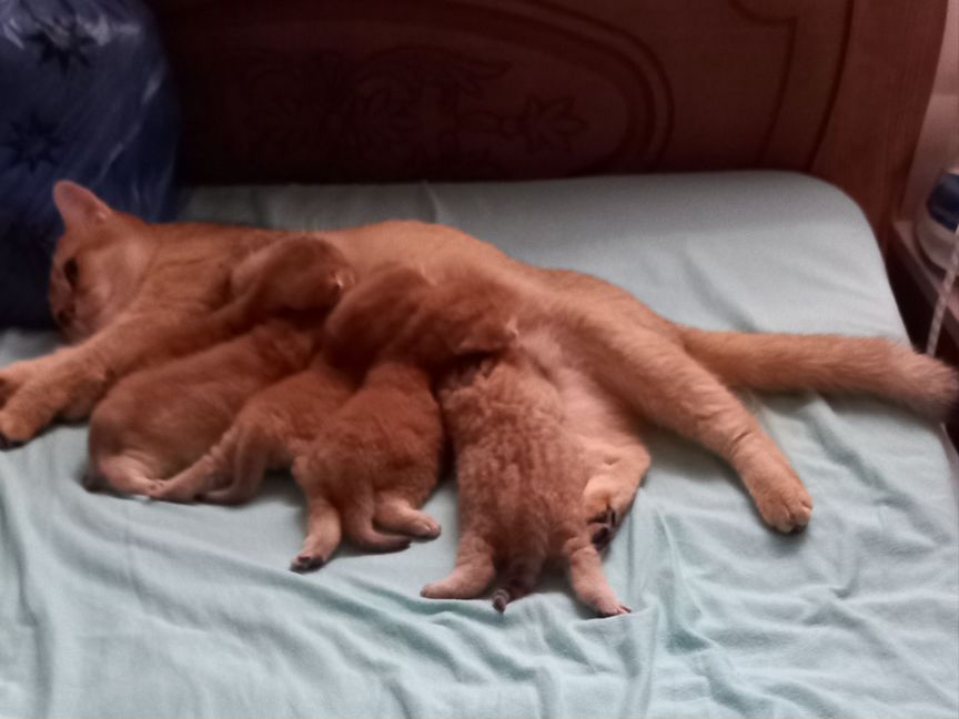 Открыт бронь на котят британка золотой шиншилла