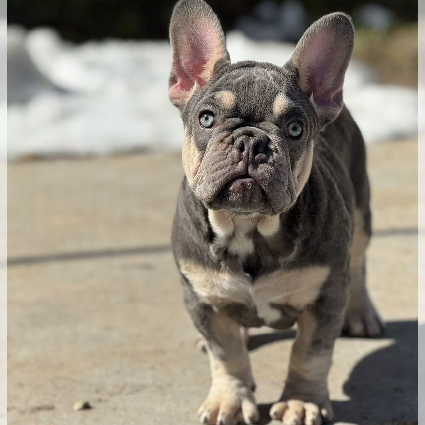 Французский бульдог, щенок