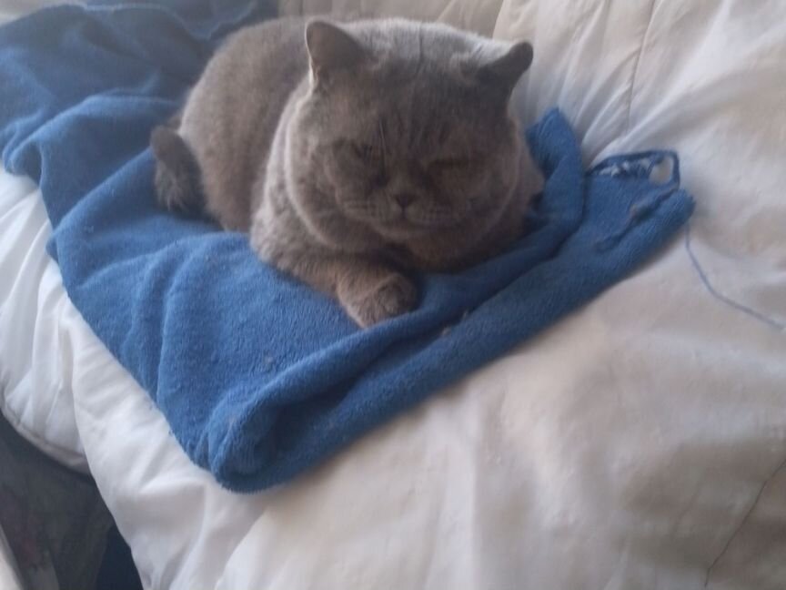 Кот шатландский