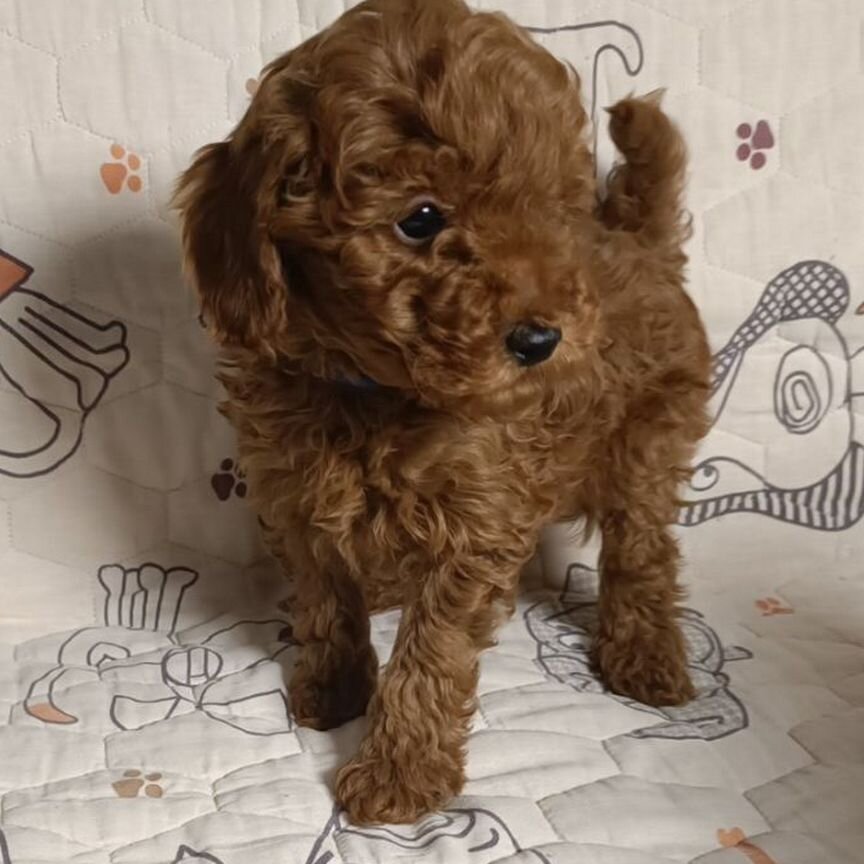 Пудель, щенок