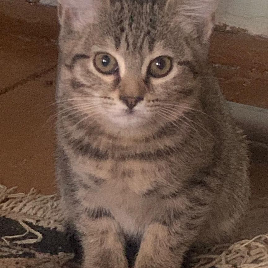 Котята бенгалы в дар