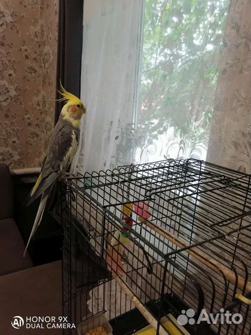 Попугай корелла с клеткой