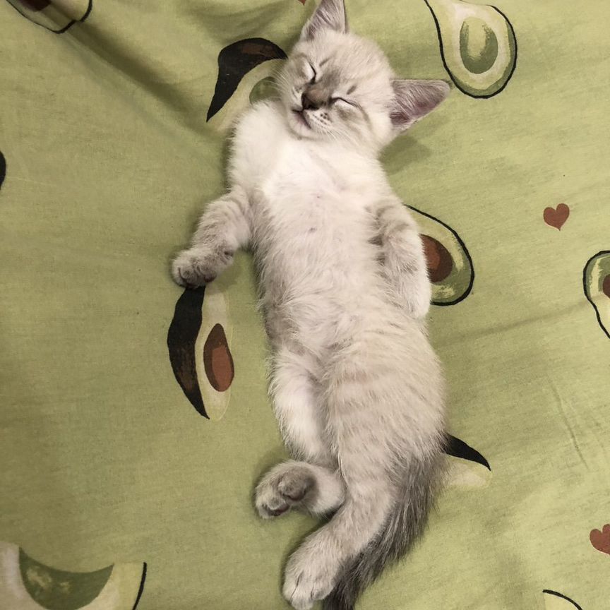 Котик