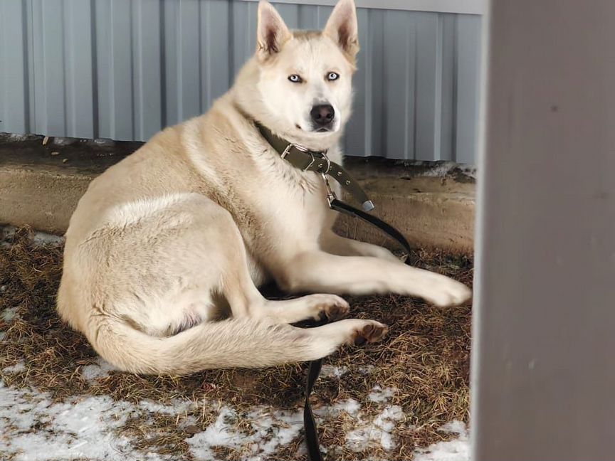 Собака Будулай ищет семью