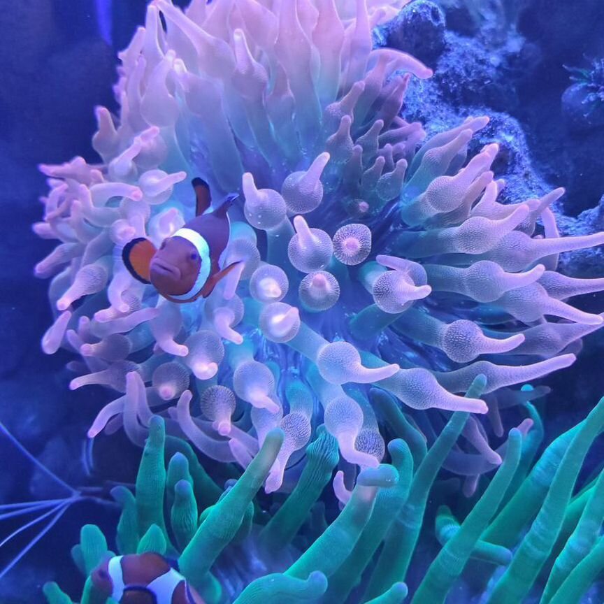 Актинии квадриколор