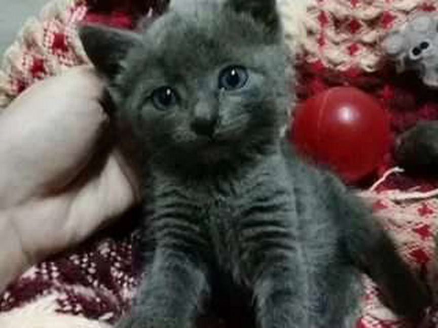 Котики британцы