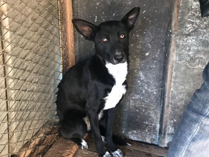 Ласковая охранница ищет дом