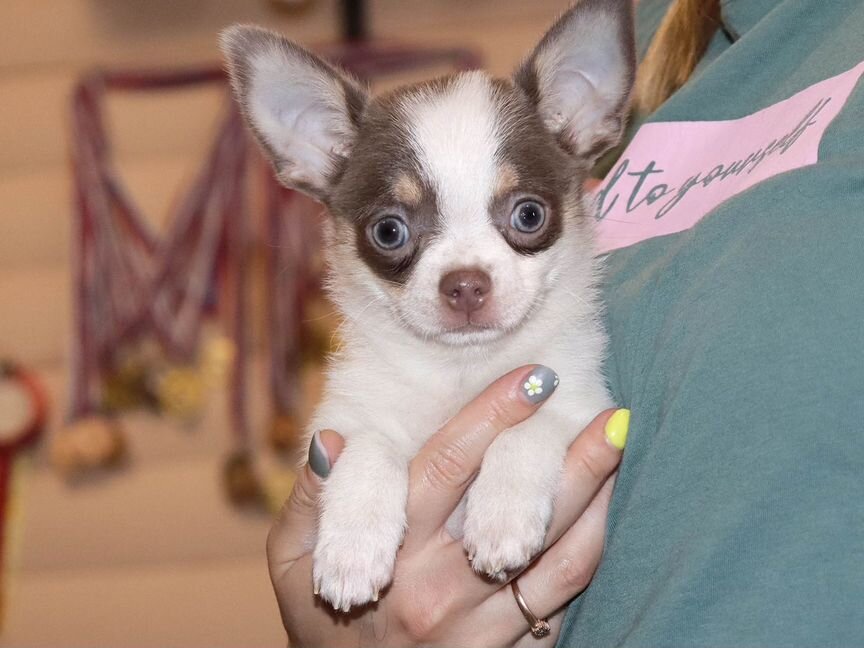 Лианна. Девочка чихуа 7 мес.с доставкой и видео