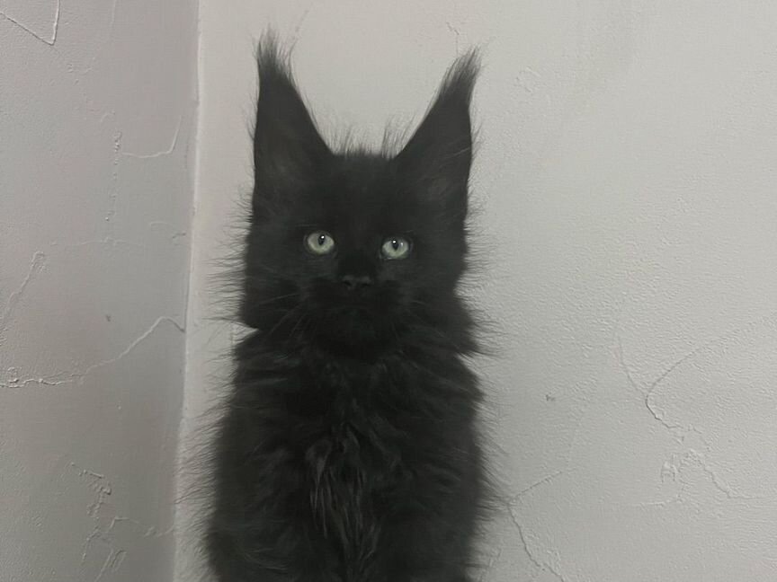 Котята Мейн кун полидакт