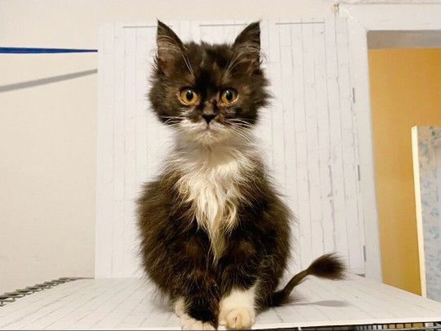 Котенок-девочка в добрые руки бронь