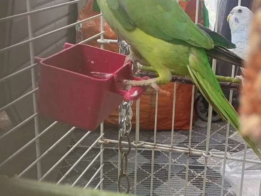 Ожереловый попугай самка