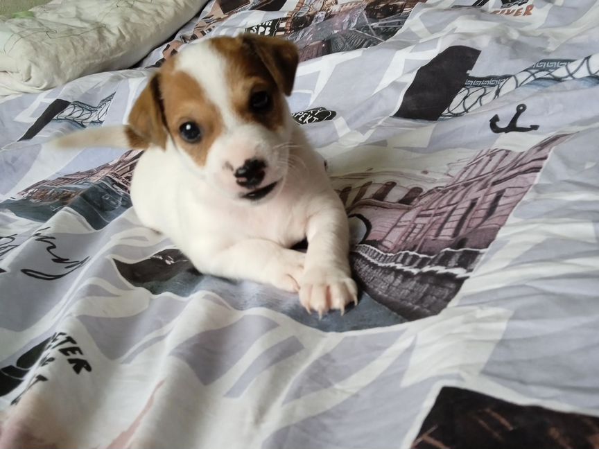 Весёлый,активный мальчуган