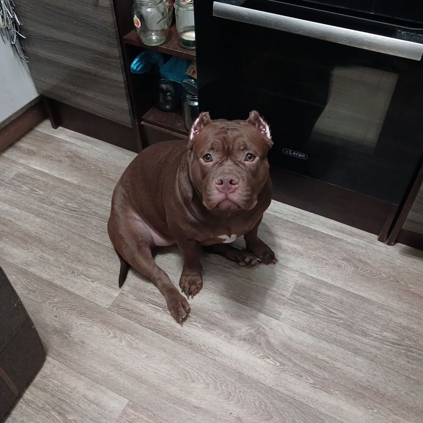 Отдам в добрые руки амбули сука 1,5 года