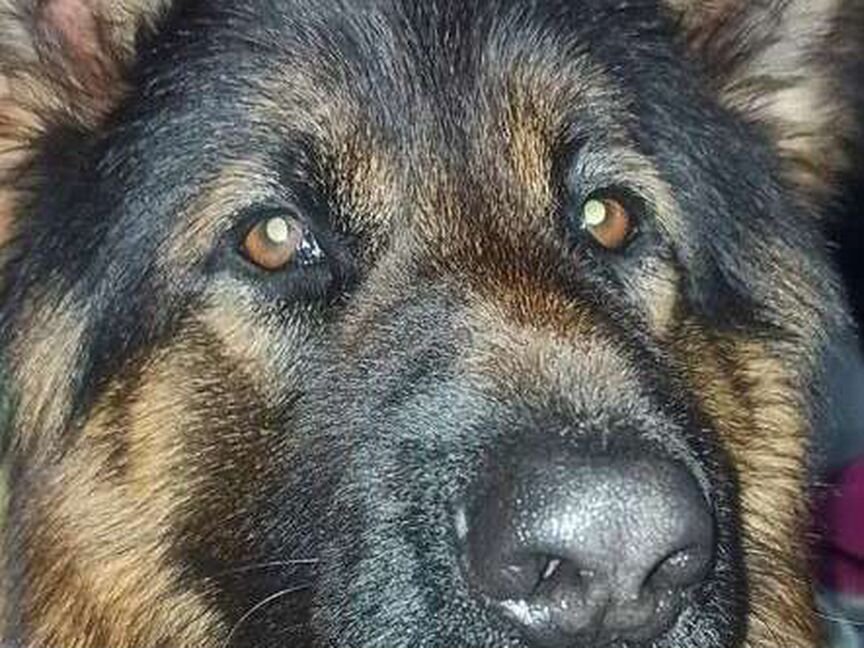 Немецкая овчарка длинношорстная вязка кобель