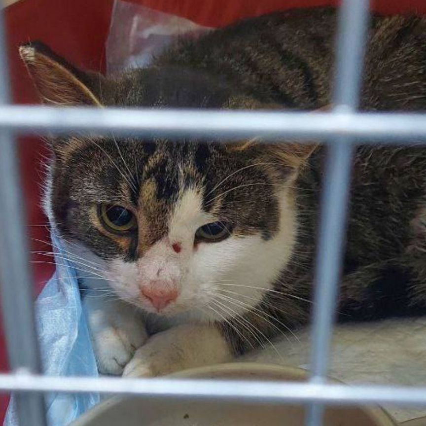 Взрослый кот в добрые руки