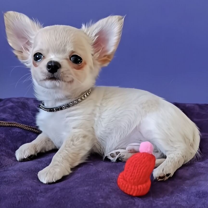 Чихуахуа, щенок