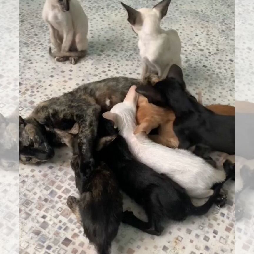 Ориентальные котята разных окрасов