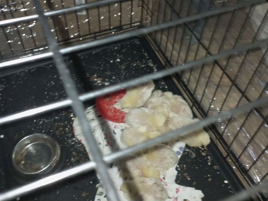 Однодневные цыплята