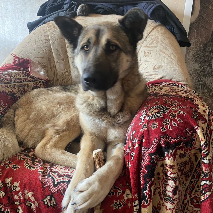 Собака в добрые руки