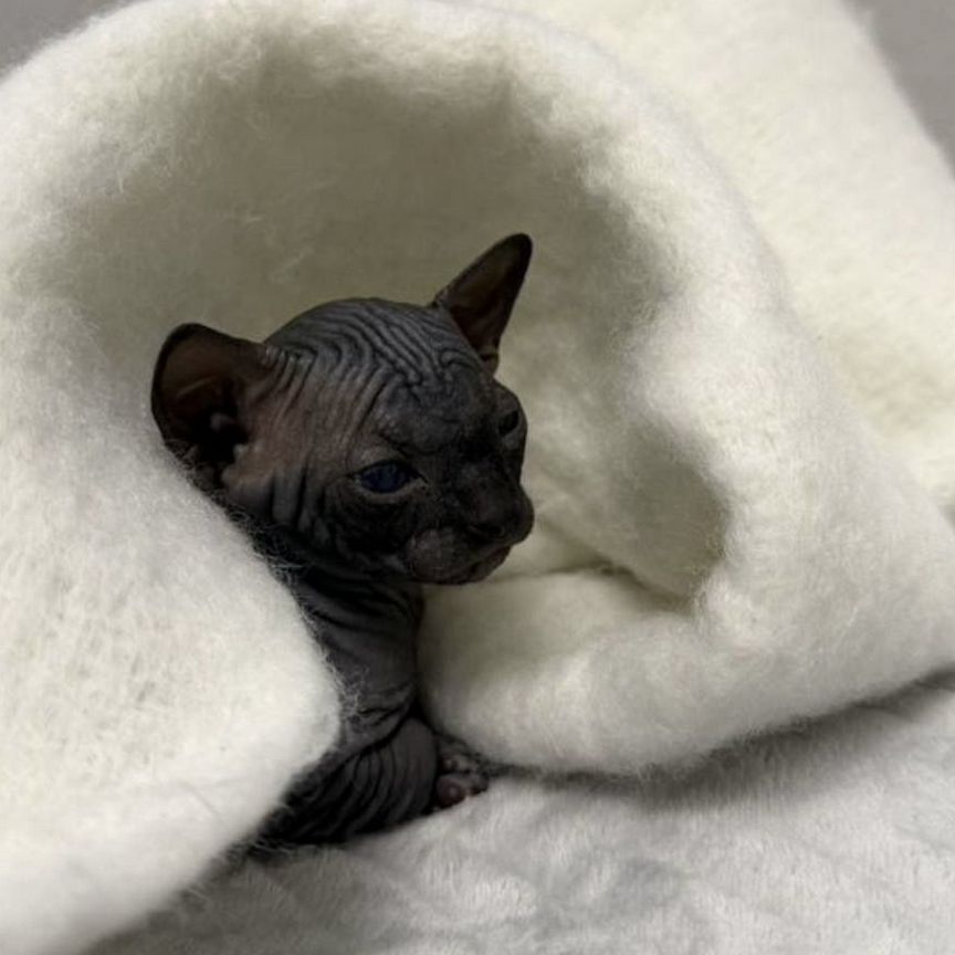 Канадский сфинкс котёнок