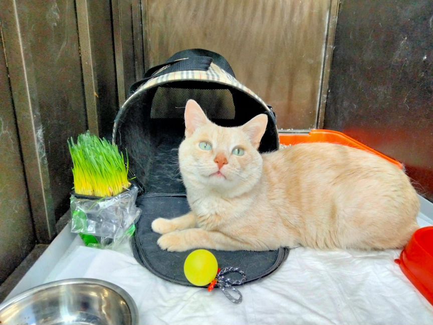 Котик ищет дом