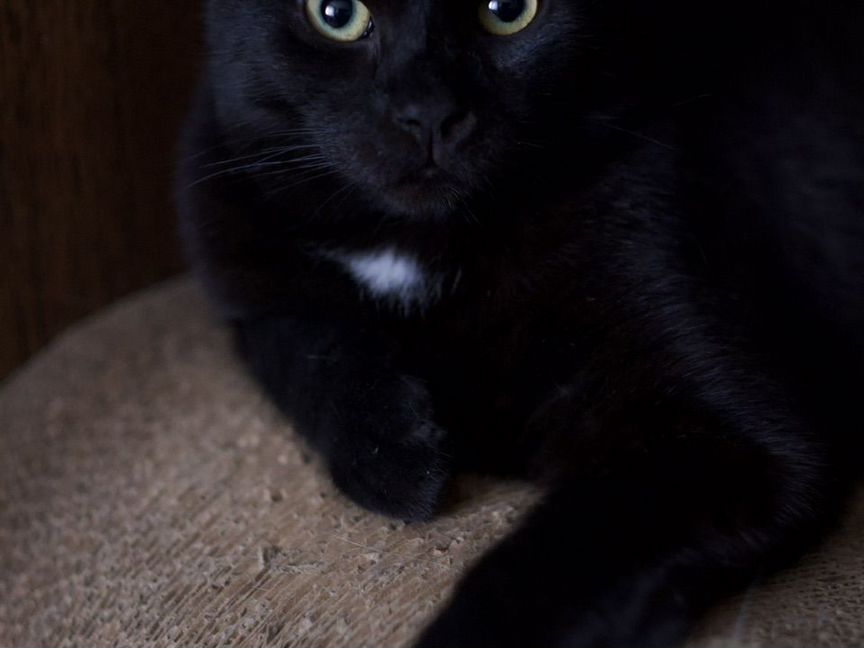 Юныц Граф (котёнок, 5,5 месяцев)