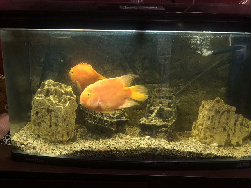 Аквариум с рыбками