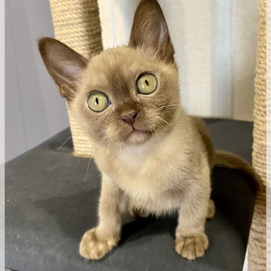 Европейский бурманский котёнок