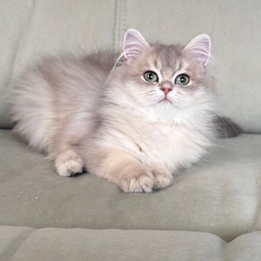 Британская голубая шиншилла