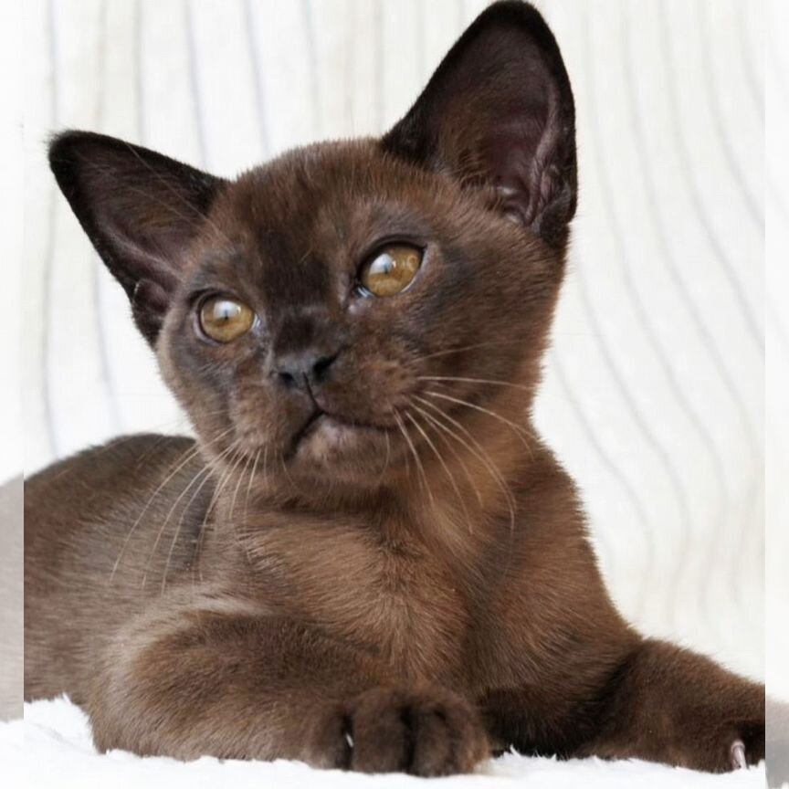 Европейский бурманский котёнок