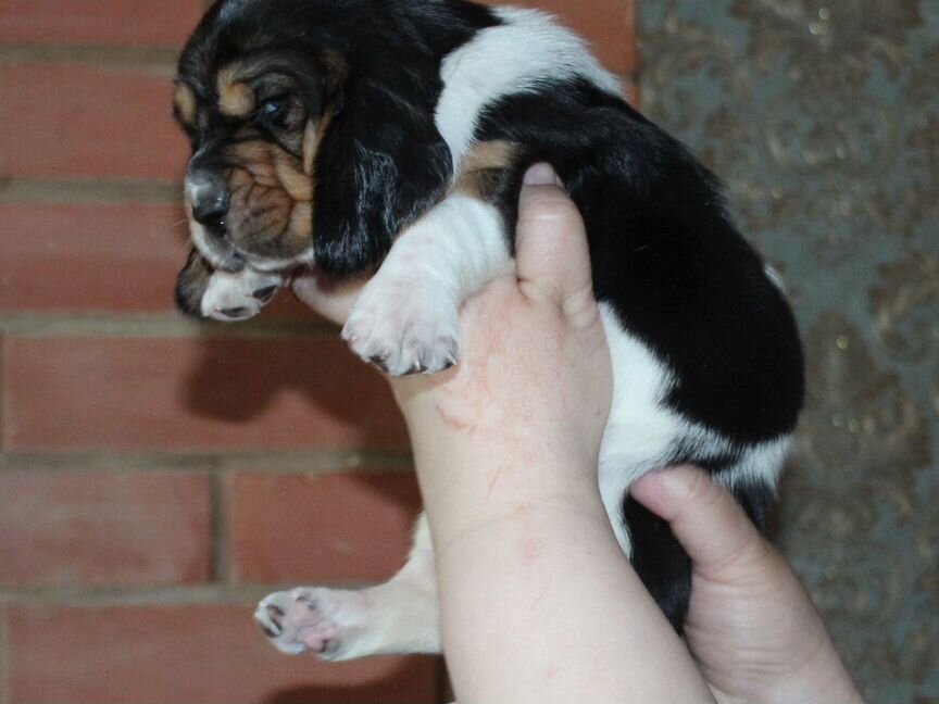 Щенки бассет-хаунда